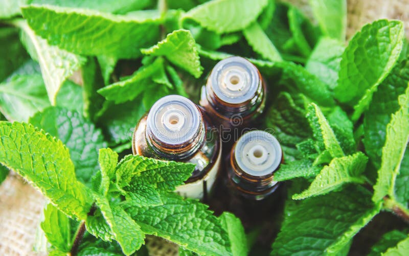 The Mint Extract in a Small Jar. Stock Photo - Image of natural, herbs ...