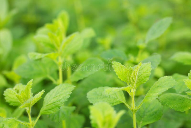 Mint stock photo. Image of frame, copy, mint, garnish - 11636206