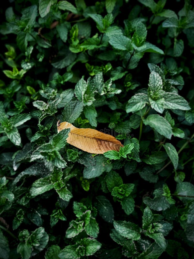 Mint fields stock photo. Image of green, garden, plant - 188743550