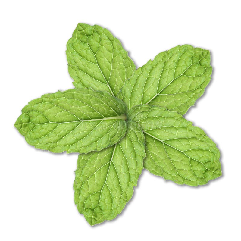 Mint Flower stock image. Image of close, horticultural - 19158161