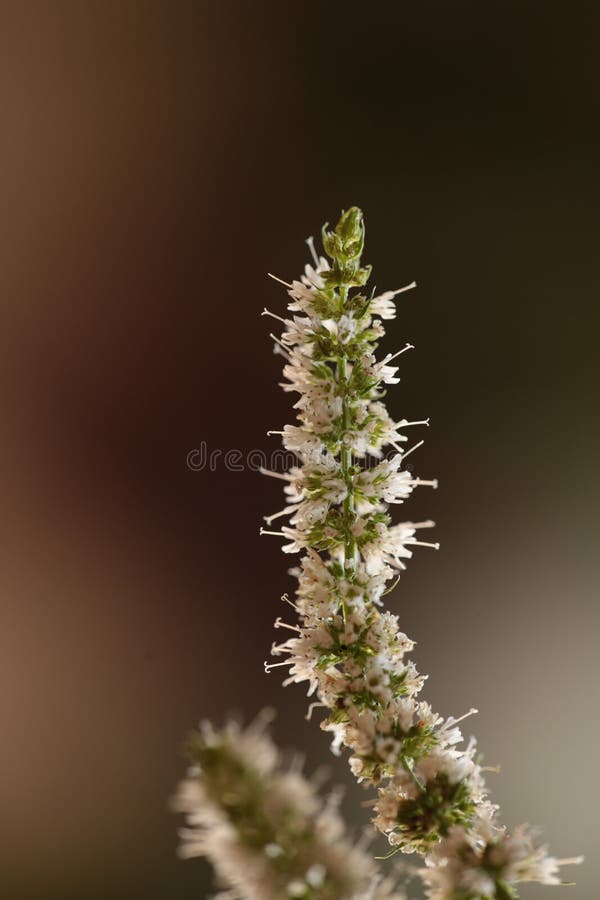 Mint Flower Stems Macro Isolated Stock Photo - Image of flavor, bloom ...