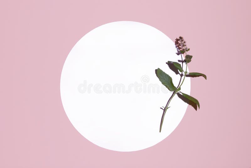 Mint Flower on the White Circle on the Pink Background. Minimal Flat ...
