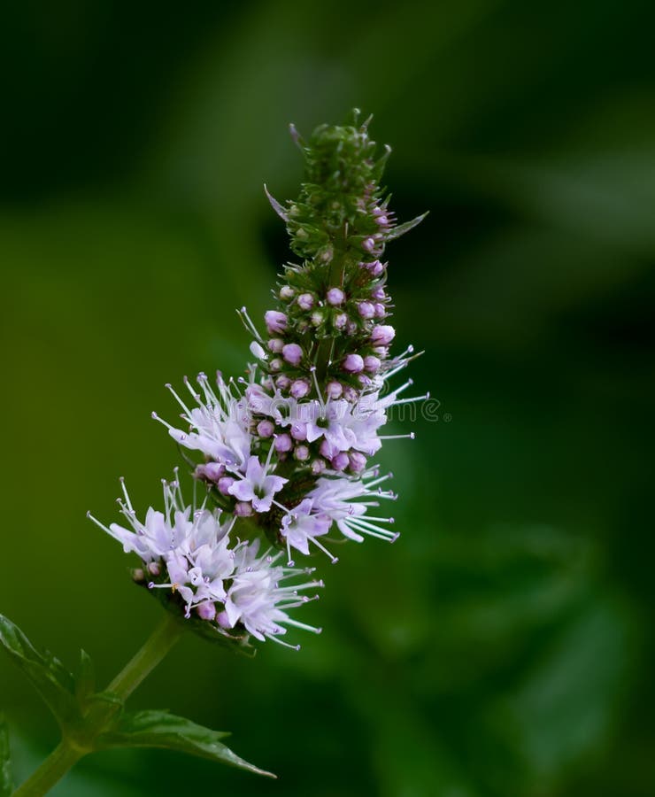 A mint flowers stock photo. Image of produce, garden - 251766910