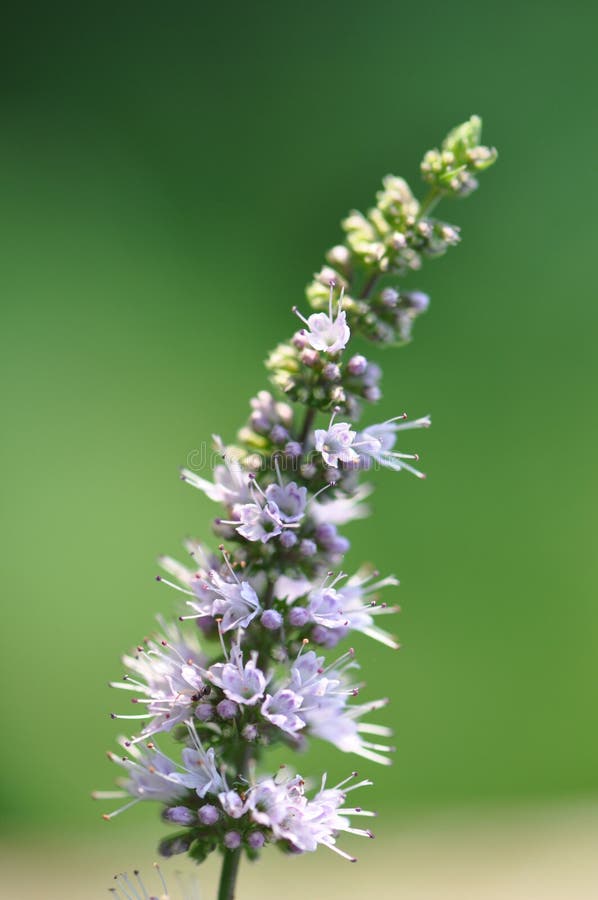 Mint flowers stock photo. Image of flora, blooming, blossoming - 121153928