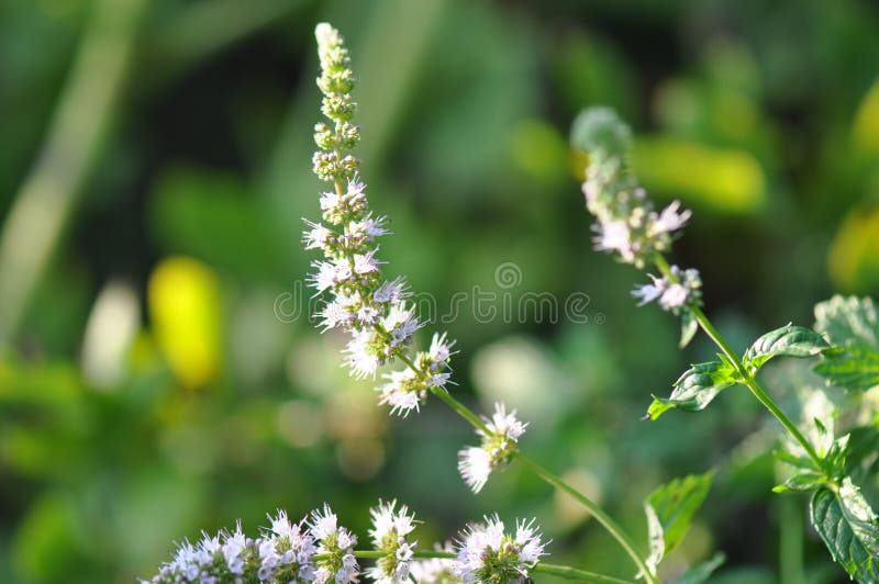 Mint flowers stock image. Image of herbal, medical, heal - 121153947