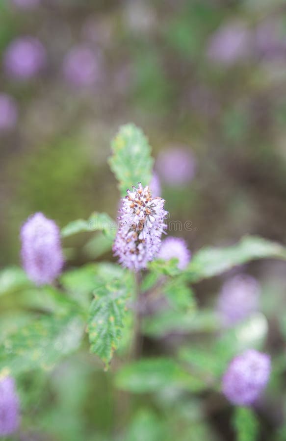 Mint flowers in the nature stock photo. Image of aromatic - 106061124