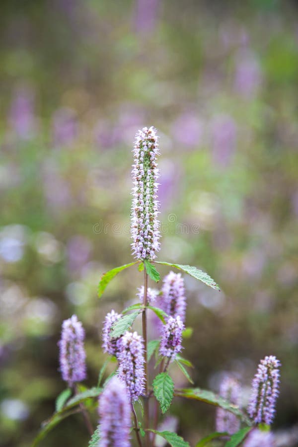 Mint flowers in the nature stock photo. Image of garden - 106061140