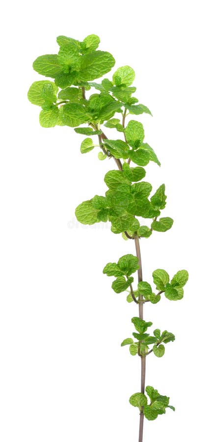 Mint stock image. Image of food, plant, aroma, scented - 46729783