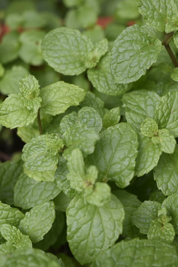 Mint, Fresh from Kitchen Garden Stock Photo - Image of drink, herb ...