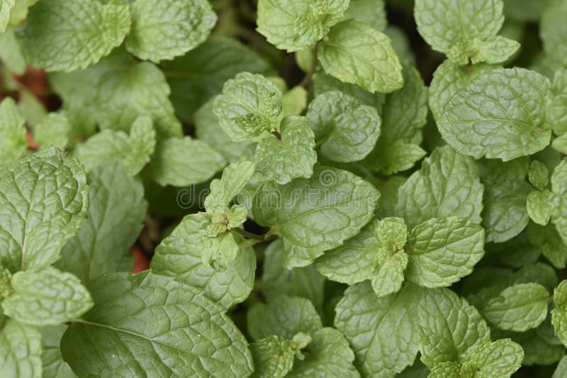 Mint, Fresh from Kitchen Garden Stock Photo - Image of india, garden ...