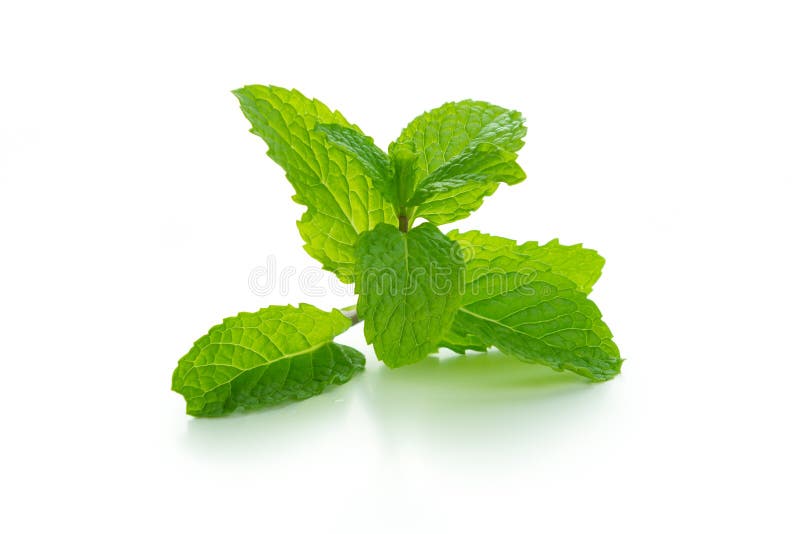 Frame of mint stock photo. Image of herbal, ingredient - 14517650