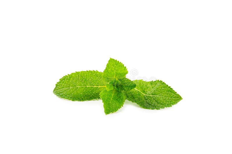 Mint. Fresh Organic Mint Leaves Isolated on White Background Stock ...