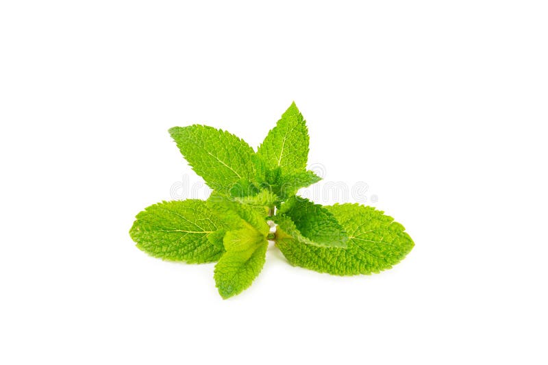 Mint. Fresh Organic Mint Leaves Isolated on White Background Stock ...