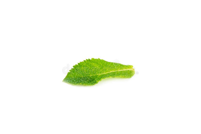 Mint. Fresh Organic Mint Leaves Isolated on White Background Stock ...