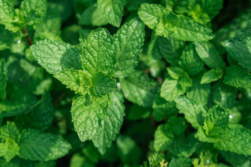 Mint. Fresh Peppermint Trees in Organig Garden Stock Image - Image of ...