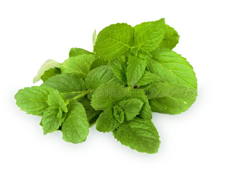 Mint stock image. Image of herb, green, flavour, scent - 24170737