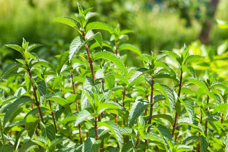 Mint in a Garden Bed. Growing Peppermint Stock Image - Image of herbal ...