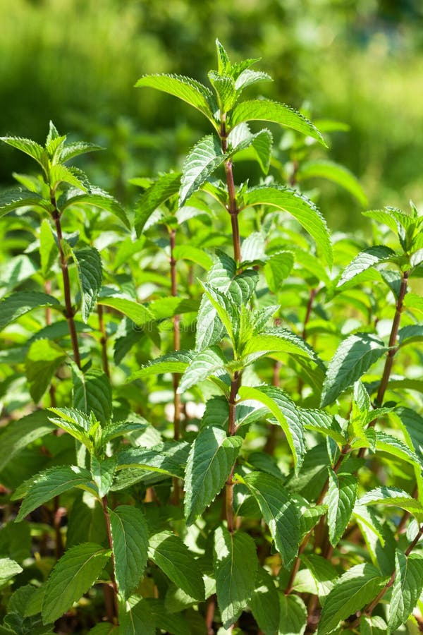 Mint in a Garden Bed. Growing Peppermint Stock Photo - Image of leaves ...