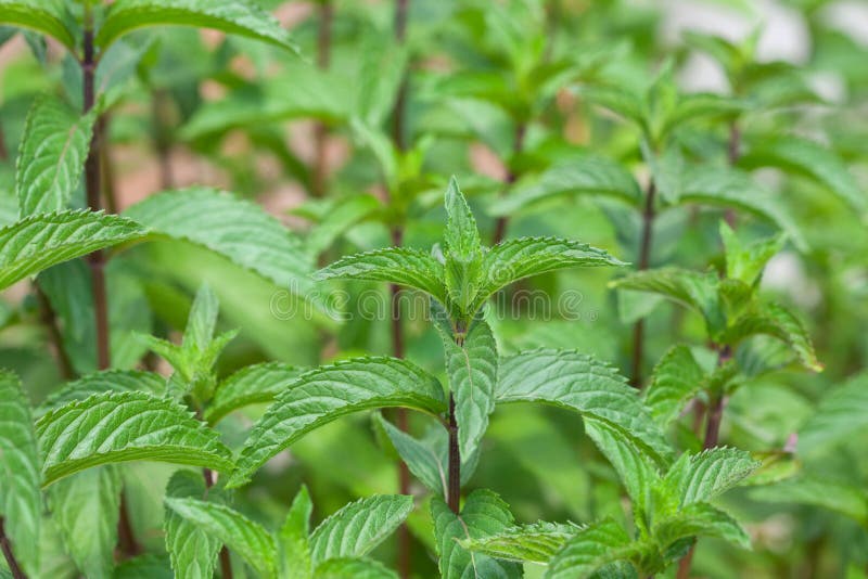 Mint in a Garden Bed. Growing Peppermint Stock Image - Image of leaf ...
