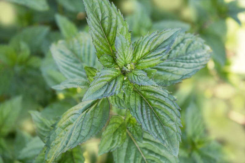Mint in the garden stock image. Image of leaf, garden - 102881349