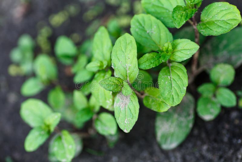 Mint in the garden stock image. Image of garden, land - 40923883