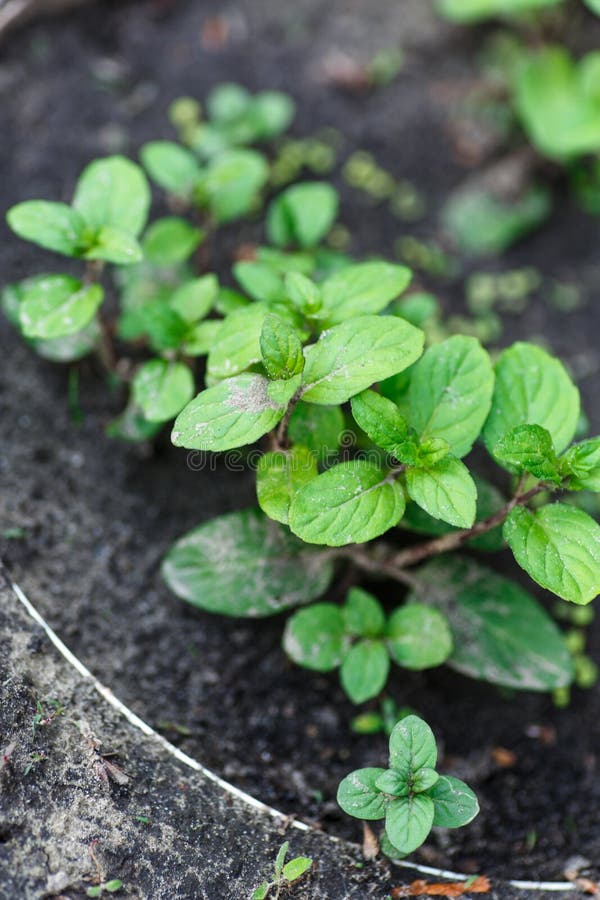 Mint in the garden stock photo. Image of herbal, herbs - 40923888