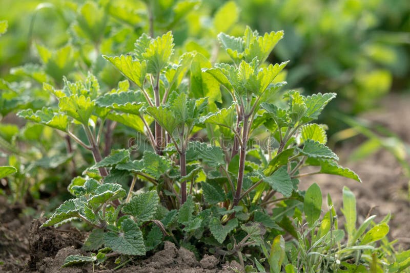 Mint in Garden in Sunshine in Spring Stock Photo - Image of outdoor ...