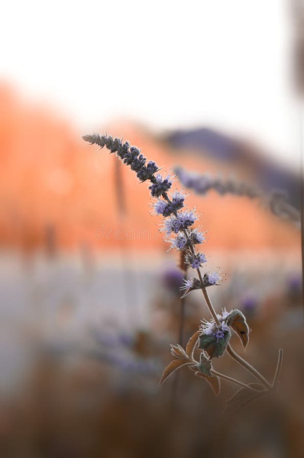 Mint grass in sunset stock photo. Image of invertebrate - 205706014