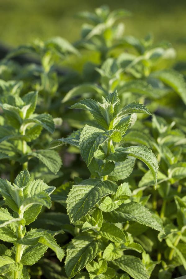 Mint stock photo. Image of botany, eating, herb, homeopathic - 72855948