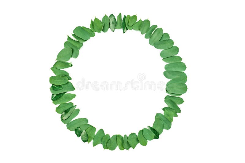 Mint Green Leaves As Circle Frame Isolated on White Background, Empty ...