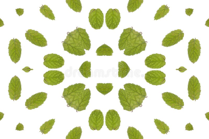 Mint Leaves Circular Pattern Background Stock Photo - Image of circular ...