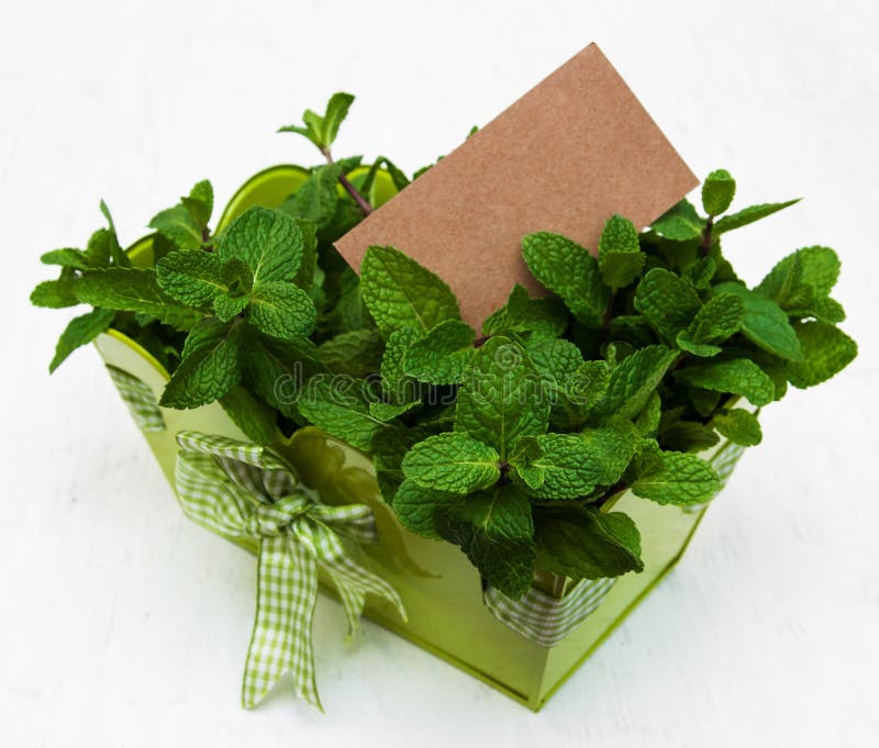 Mint in a green pot stock image. Image of medicine, urban - 49965071