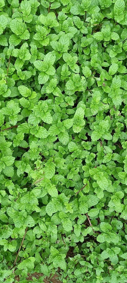Mint in on the ground stock image. Image of produce - 231414871