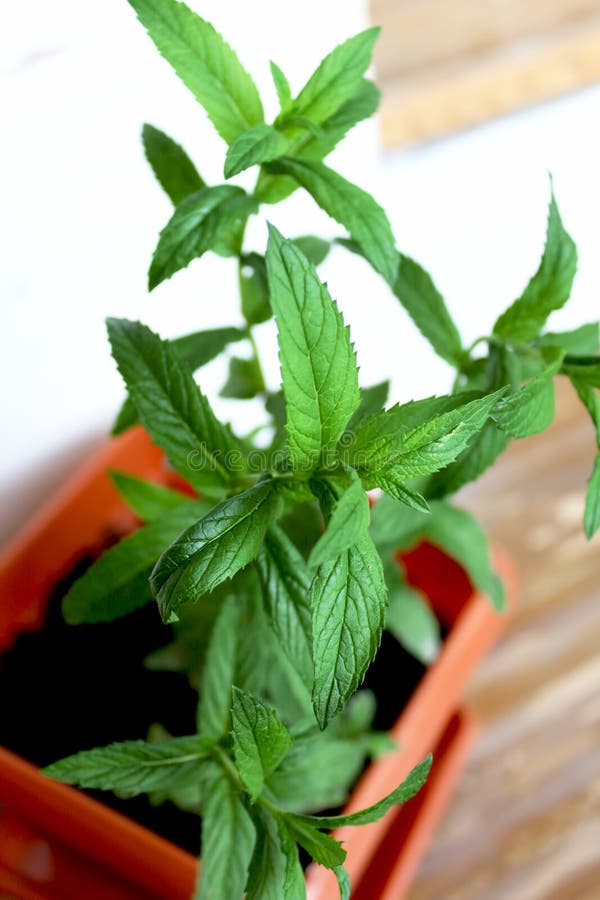 Mint grown in a pot stock photo. Image of organic, mint - 25229768