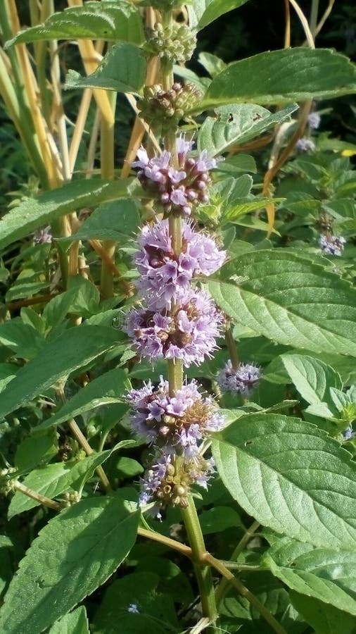 Flowering mint 2 stock photo. Image of summer, grows - 121283688