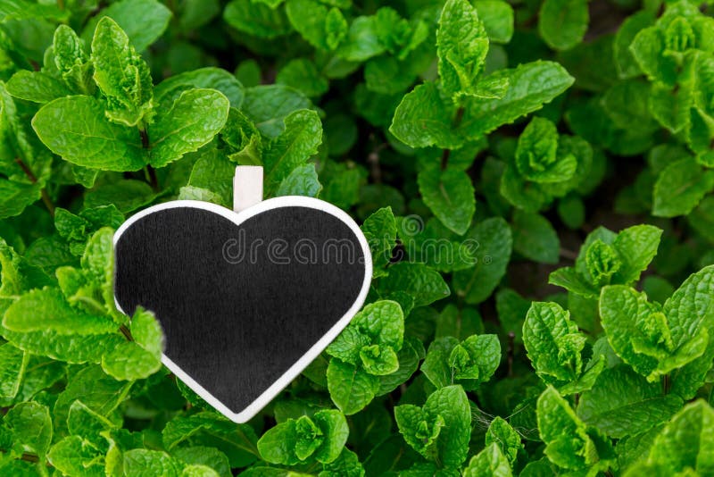 Mint and a Heart-shaped Board are Together Stock Image - Image of leaf ...