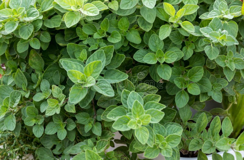 Mint Herb Also Called Mentha Stock Image - Image of mentha, herb: 169703529
