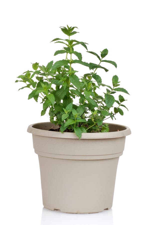 Mint herb in a pot stock image. Image of culinary, growing - 25080075