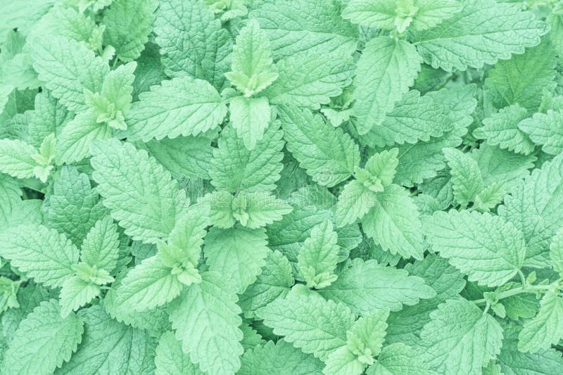 Mint Herb in Trendy Neo Mint Color Stock Photo - Image of background ...
