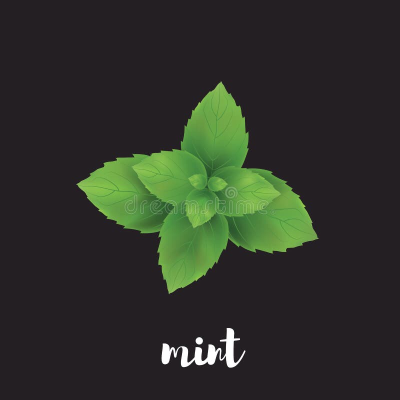 Mint Vector Illustration. Mint Leaves Green Stock Vector - Illustration ...