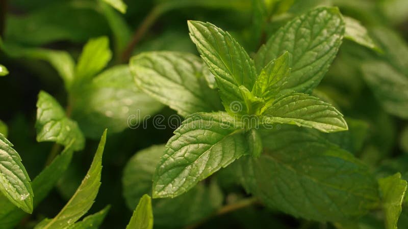 Herb Stock Footage & Videos - 102,592 Stock Videos