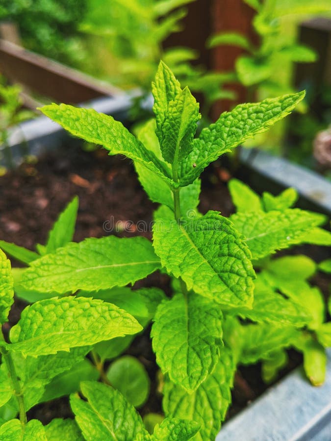 Single peppermint plant stock image. Image of aroma, smell - 900803