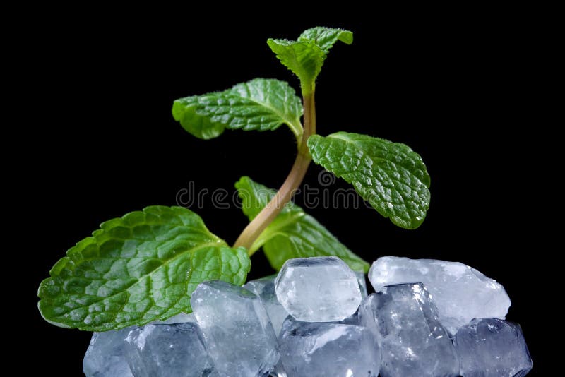 Mint in the ice stock photo. Image of juice, bubbles, ingredient - 7850468
