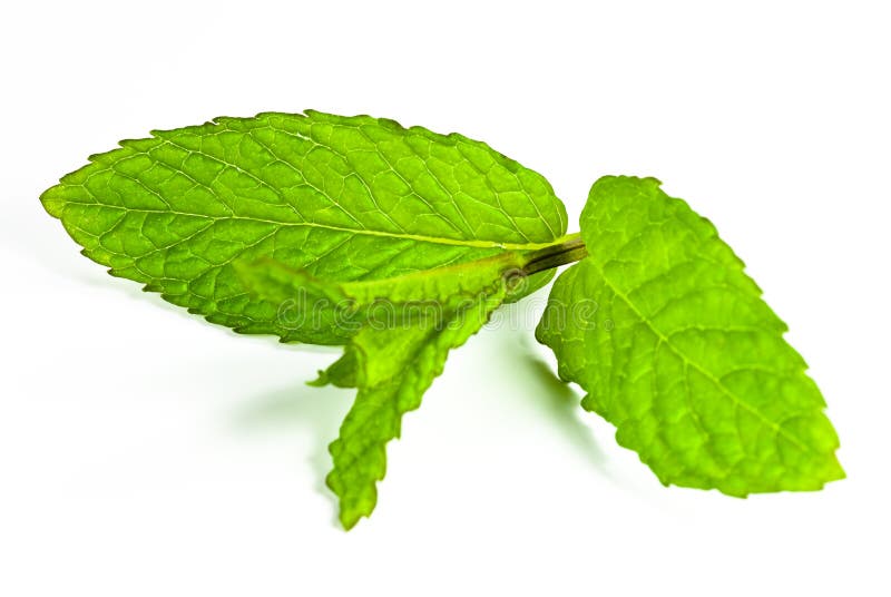 Mint Sprig stock image. Image of colour, leaves, isolation - 25218615