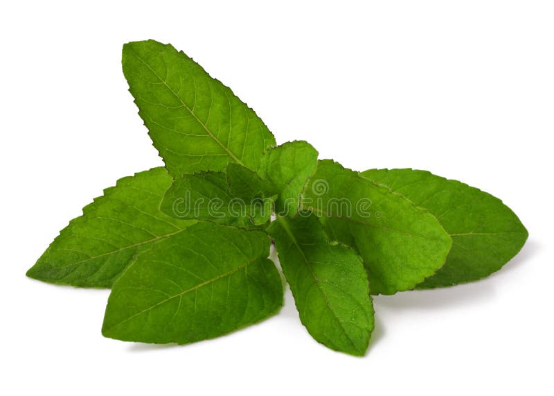 Mint stock photo. Image of leaf, botanical, herb, flavor - 884166