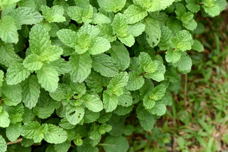 Peppermint, Kitchen Mint, Marsh Mint (Mentha Cordifolia Opiz.). Stock ...