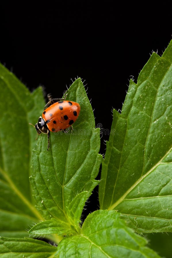 Mint and Lady Bug stock photo. Image of holistic, ladybug - 7108228