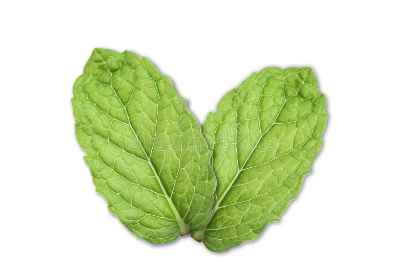 Mint Leaf stock photo. Image of background, curves, freshness - 18973878