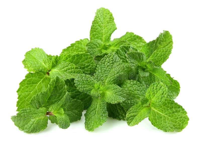 Mint leaf stock image. Image of mint, aroma, pepper, healthy - 22976503