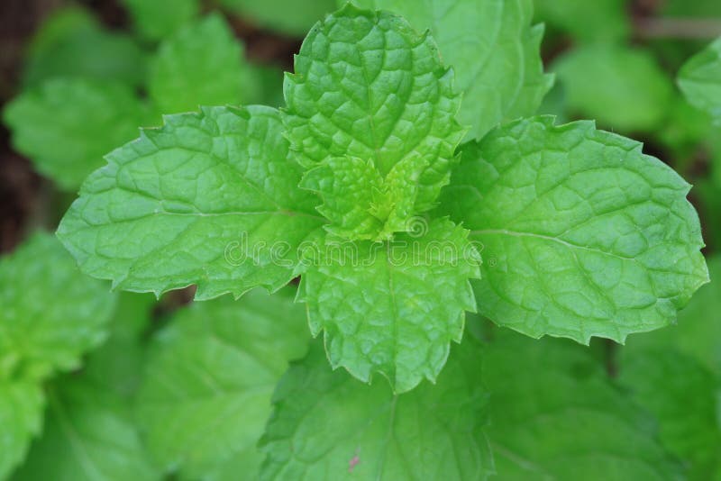 Mint Leaf stock photo. Image of healthy, fresh, herbal - 25096800